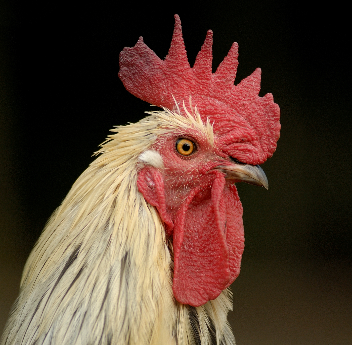 Möglichkeiten – Institut für Radionische Analysen